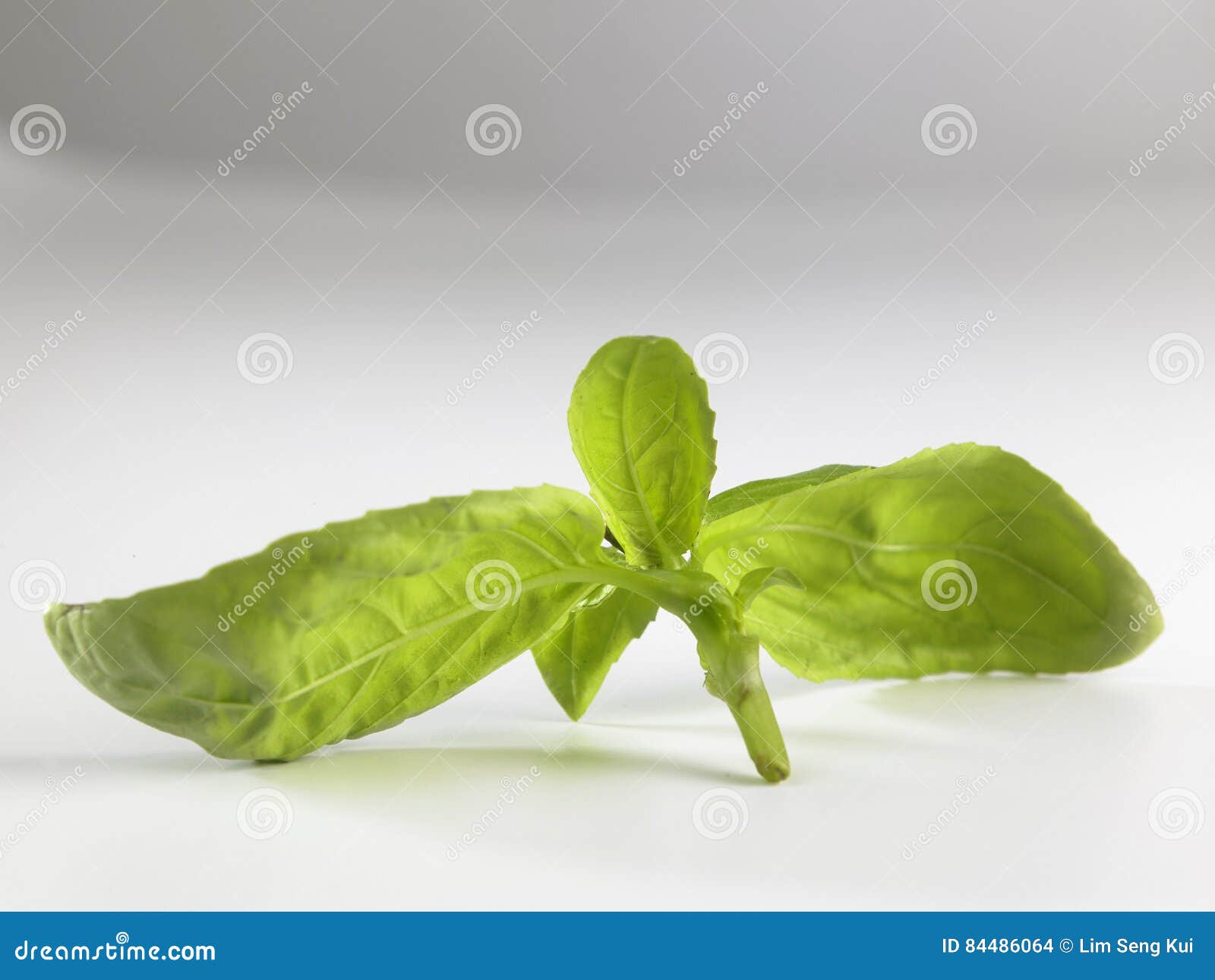 Basil leaf stock photo. Image of food, taste, healthy - 84486064