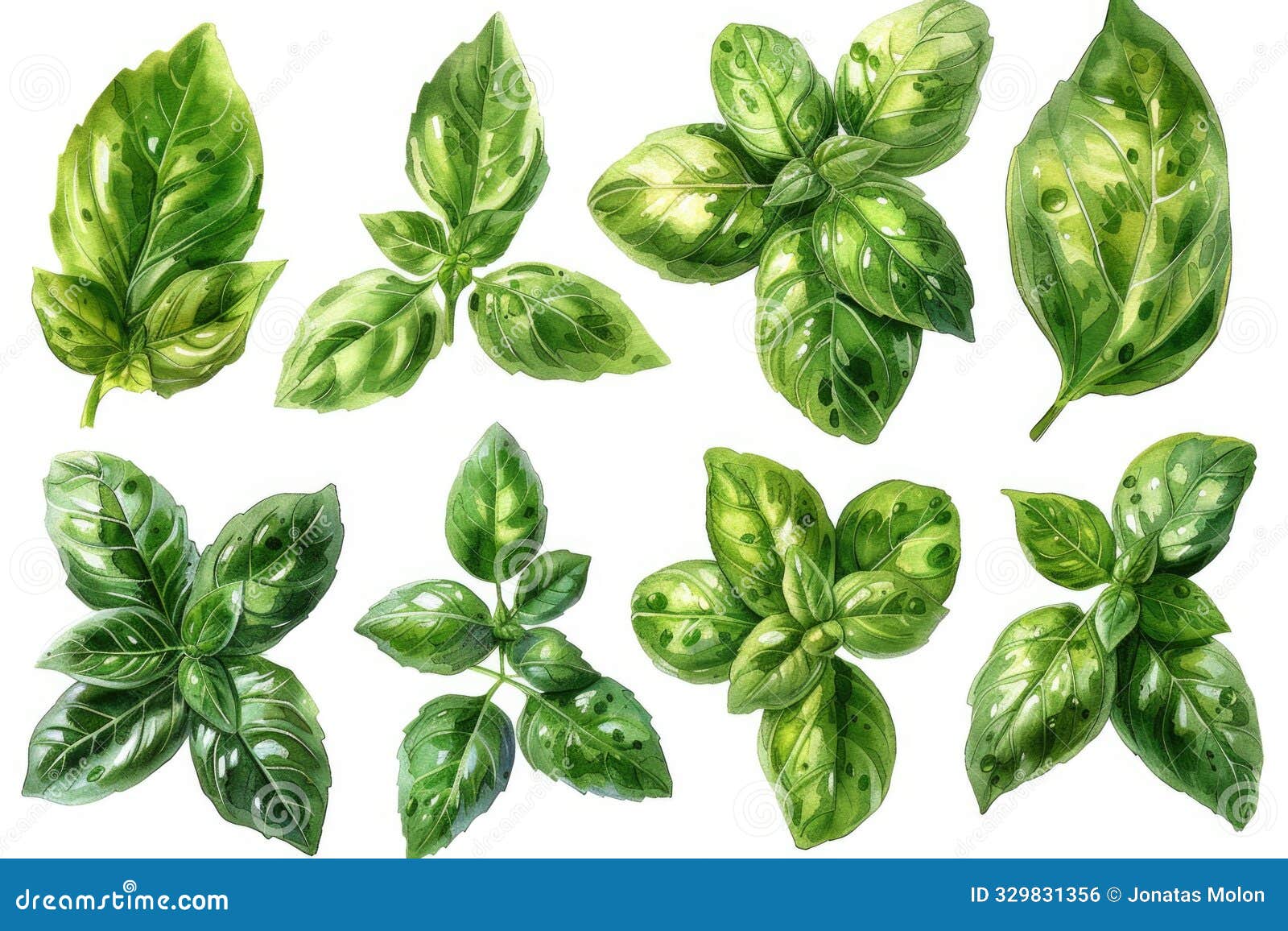 Basil Leaf Herb PNG Cut-Out Element Set for Culinary Gr Stock ...