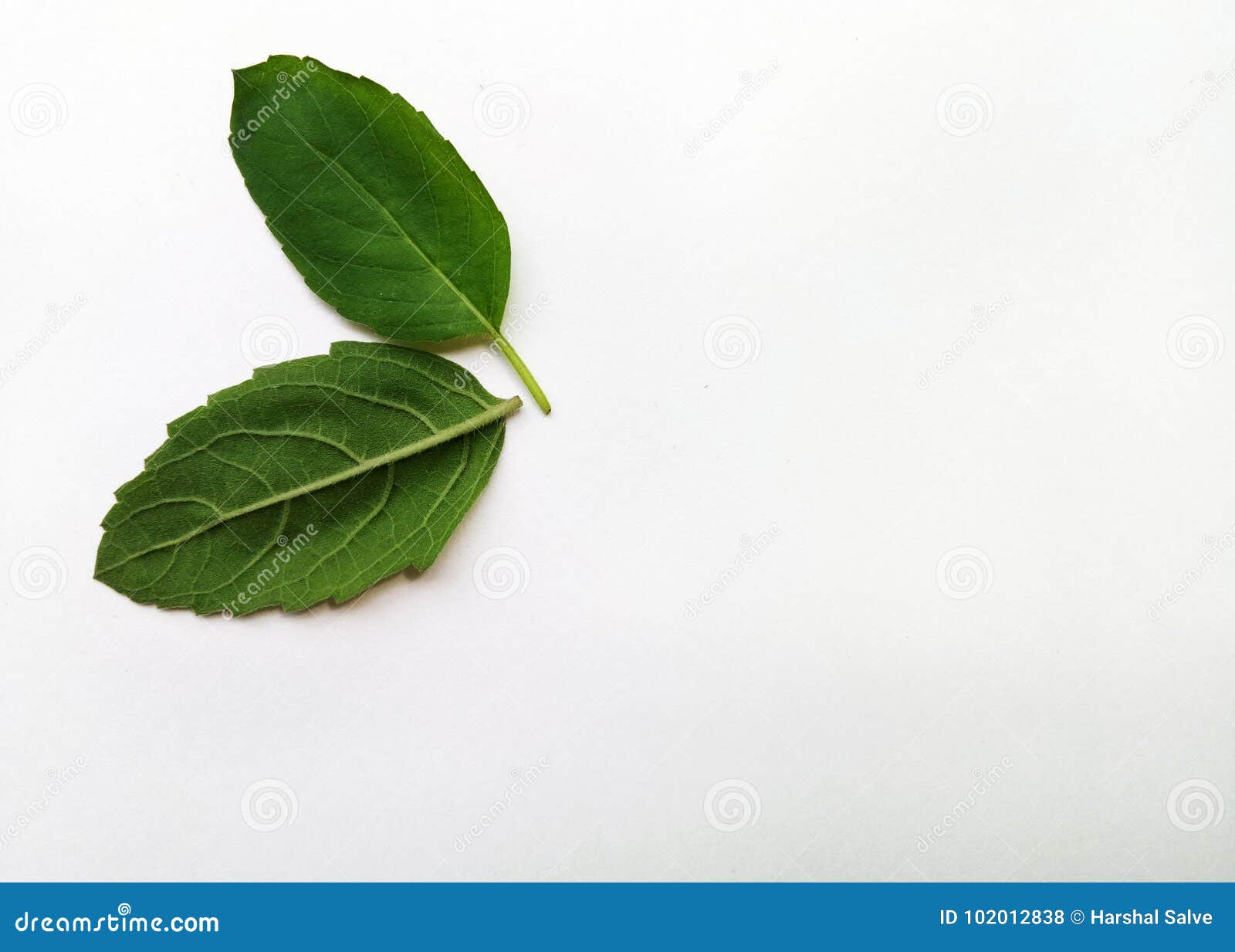 Basil Leaf stock photo. Image of basal, environment - 102012838