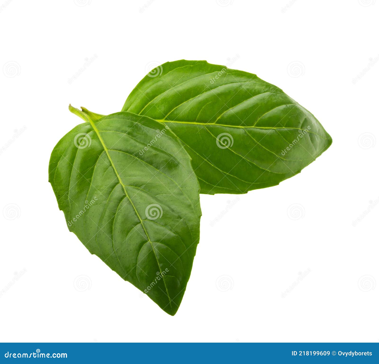 Basil Leaf Isolated without Shadow Stock Image - Image of branch ...