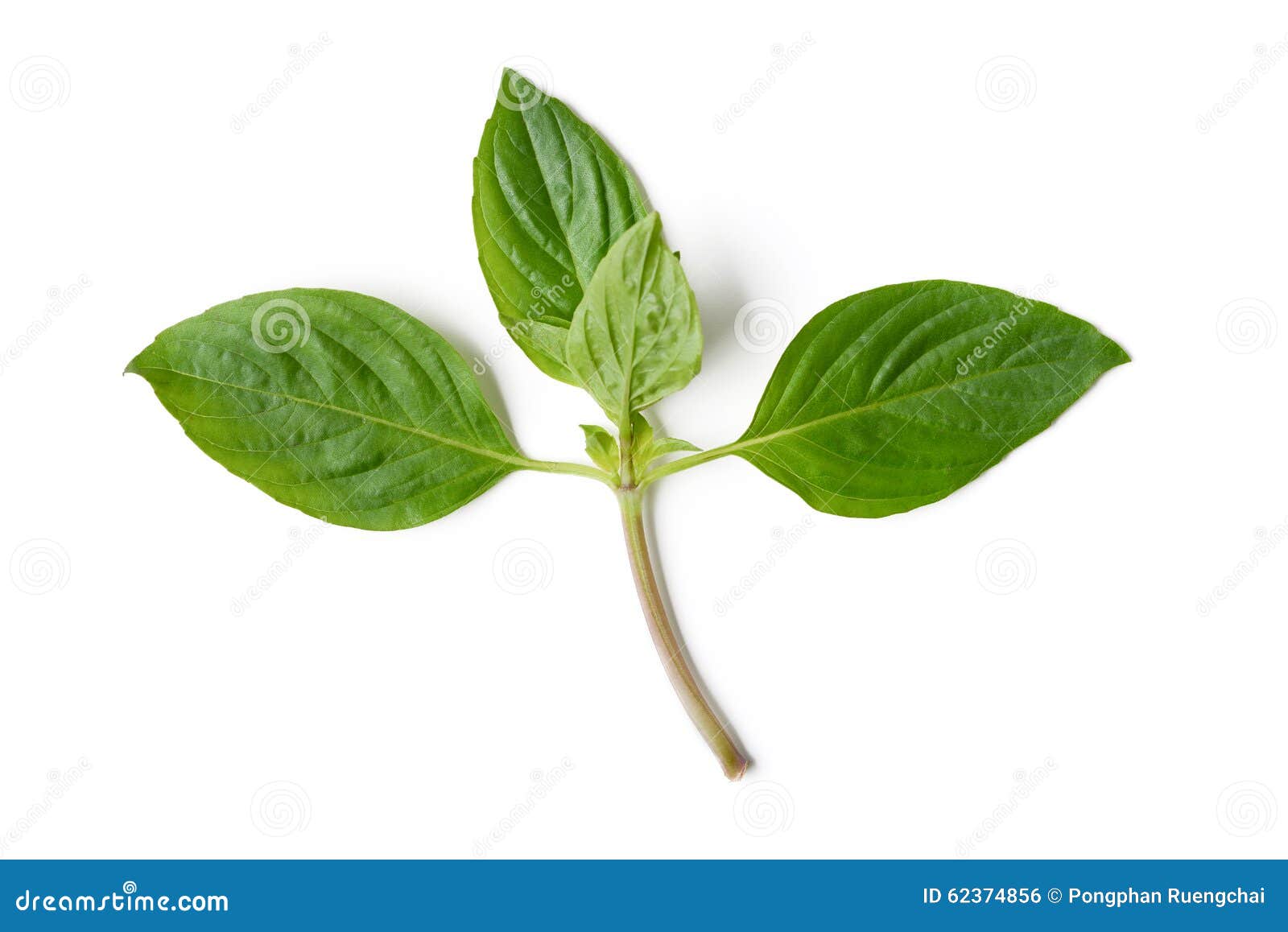 Basil leaf stock photo. Image of macro, freshness, scented - 62374856