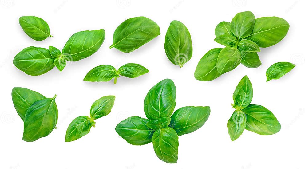 Basil Leaf Isolated on White Background. Green Basil Leaf Top View ...