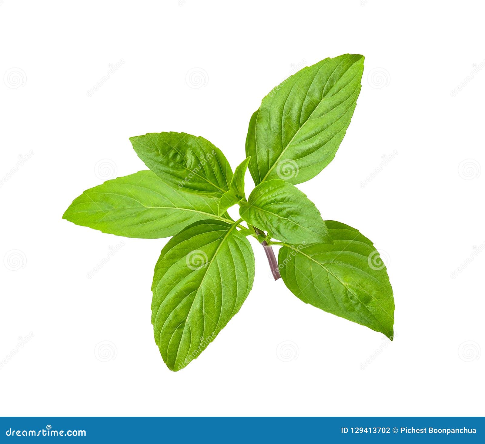 Basil Leaf Isolated on White Clipping Path Stock Photo - Image of green ...