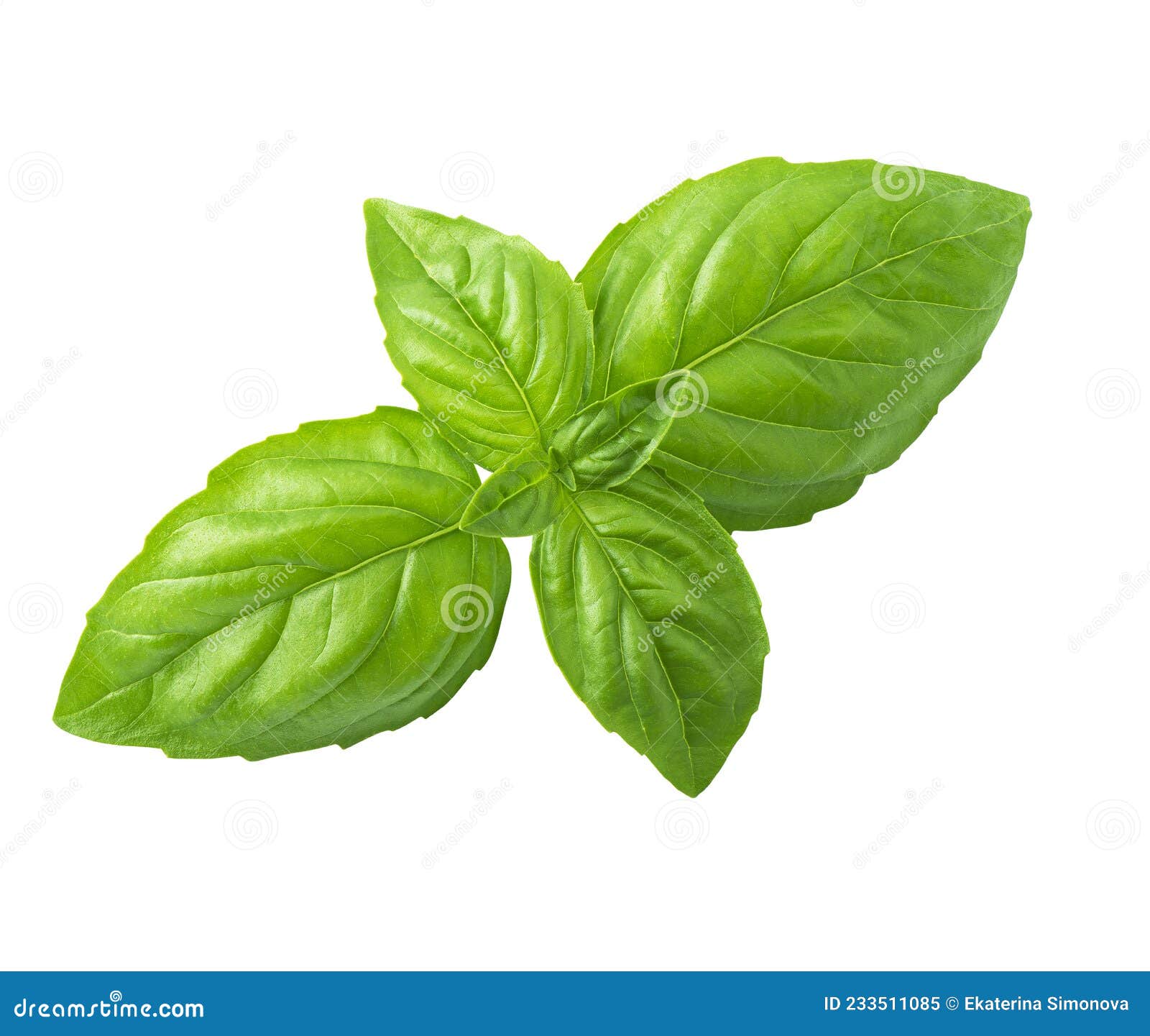 Basil Leaf Isolated on White Stock Image - Image of green, herb: 233511085