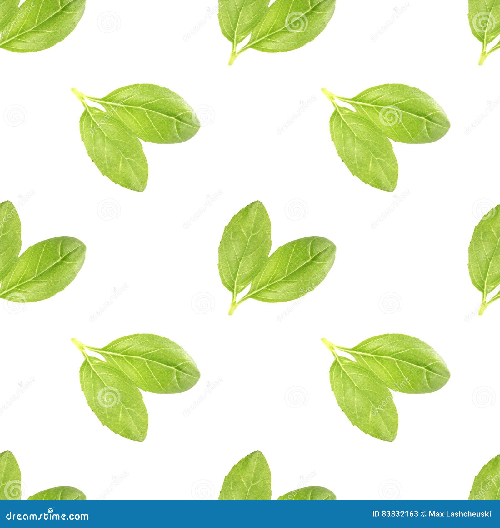Basil Leaf Seamless Pattern Stock Image - Image of green, basil: 83832163