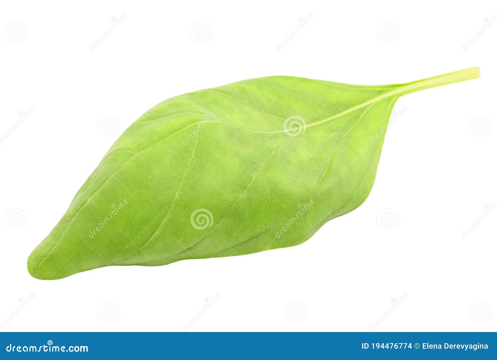 Basil Leaf Single Isolated On A White Background With Clipping Path ...