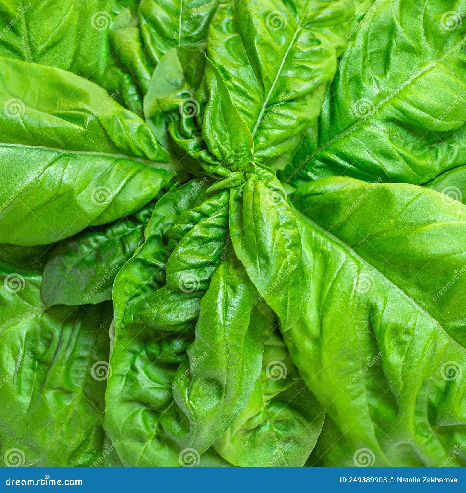 Basil Leaf Textured Background. Basil Leaves Basic Ingredient for Pesto ...