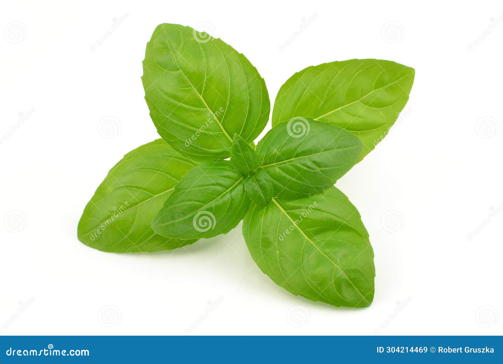 Basil leaf stock image. Image of isolated, basil, background - 304214469