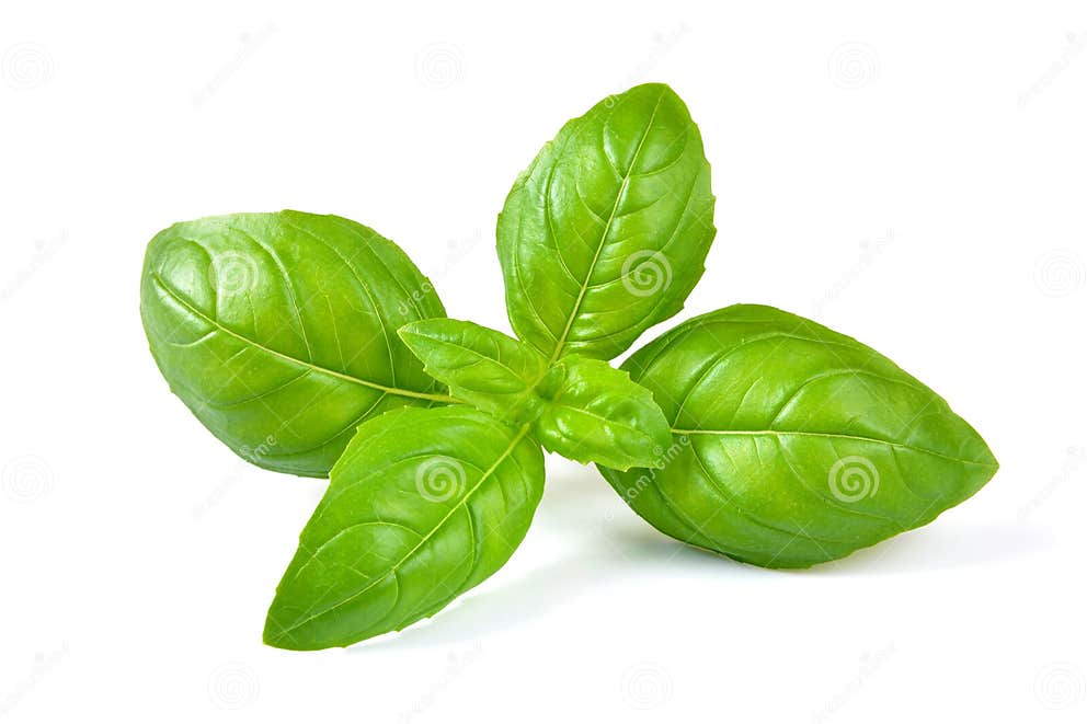 Basil leaf stock image. Image of herb, leaf, basil, neutral - 304214659
