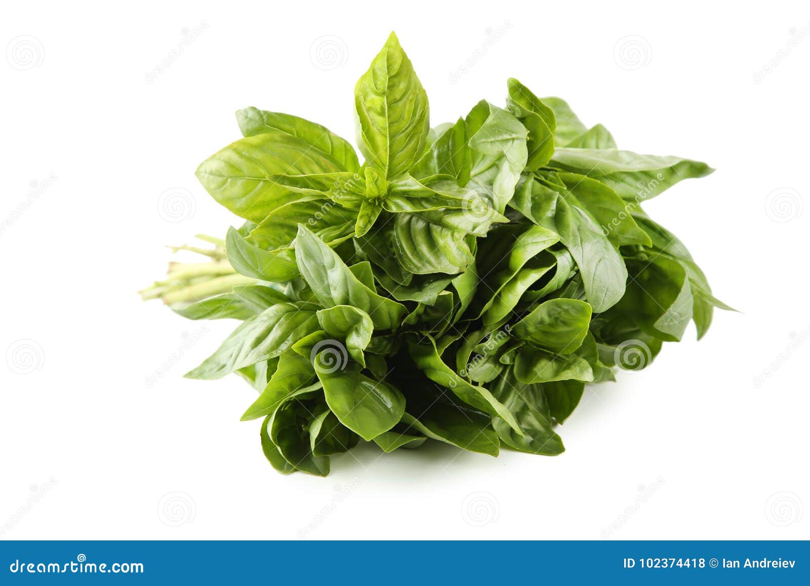 Basil leafs stock photo. Image of branch, healthy, agriculture - 102374418