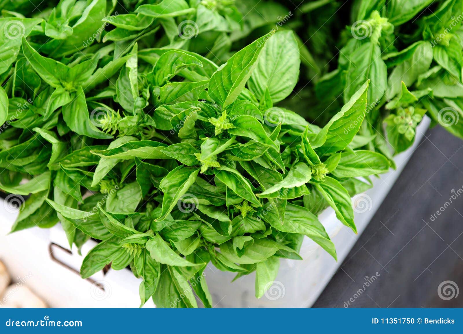 Basil Leaves stock photo. Image of nature, ingredient - 11351750