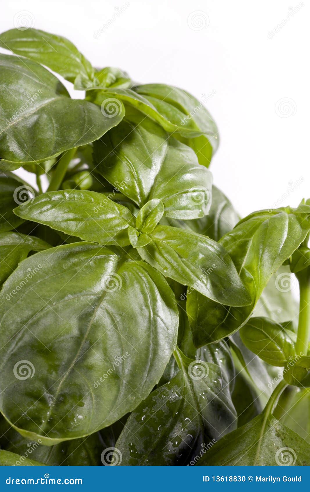 Basil leaves stock photo. Image of basil, food, white - 13618830