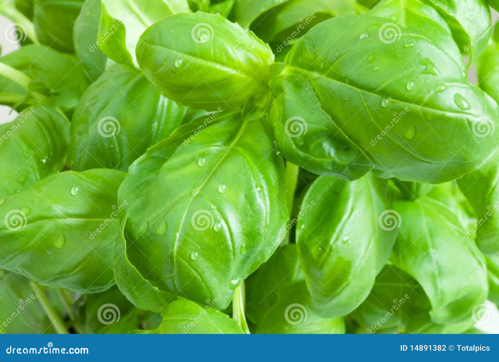 Basil leaves stock photo. Image of drop, water, herbs - 14891382