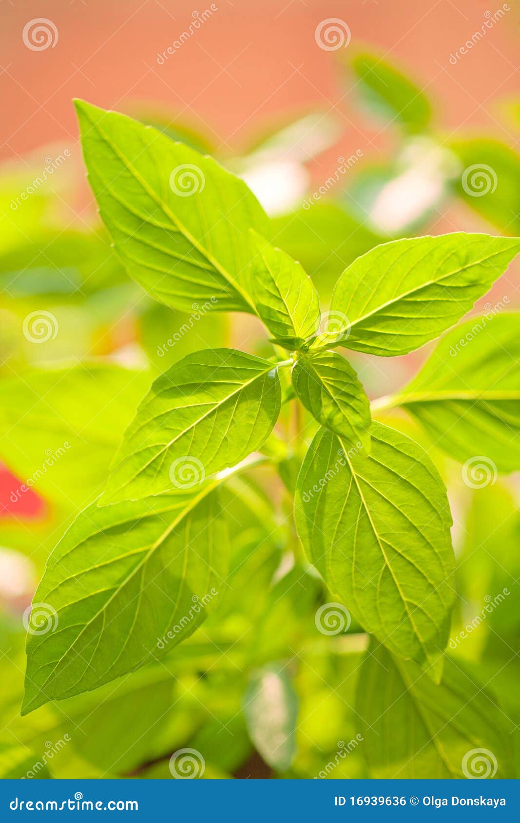 Basil leaves stock photo. Image of foliage, leaf, flora - 16939636