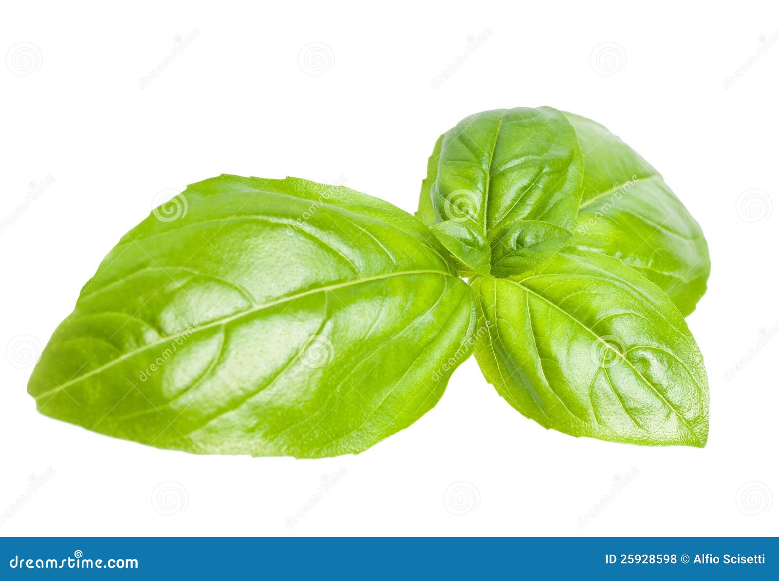 Basil leaves stock photo. Image of mediterranean, sprig - 25928598