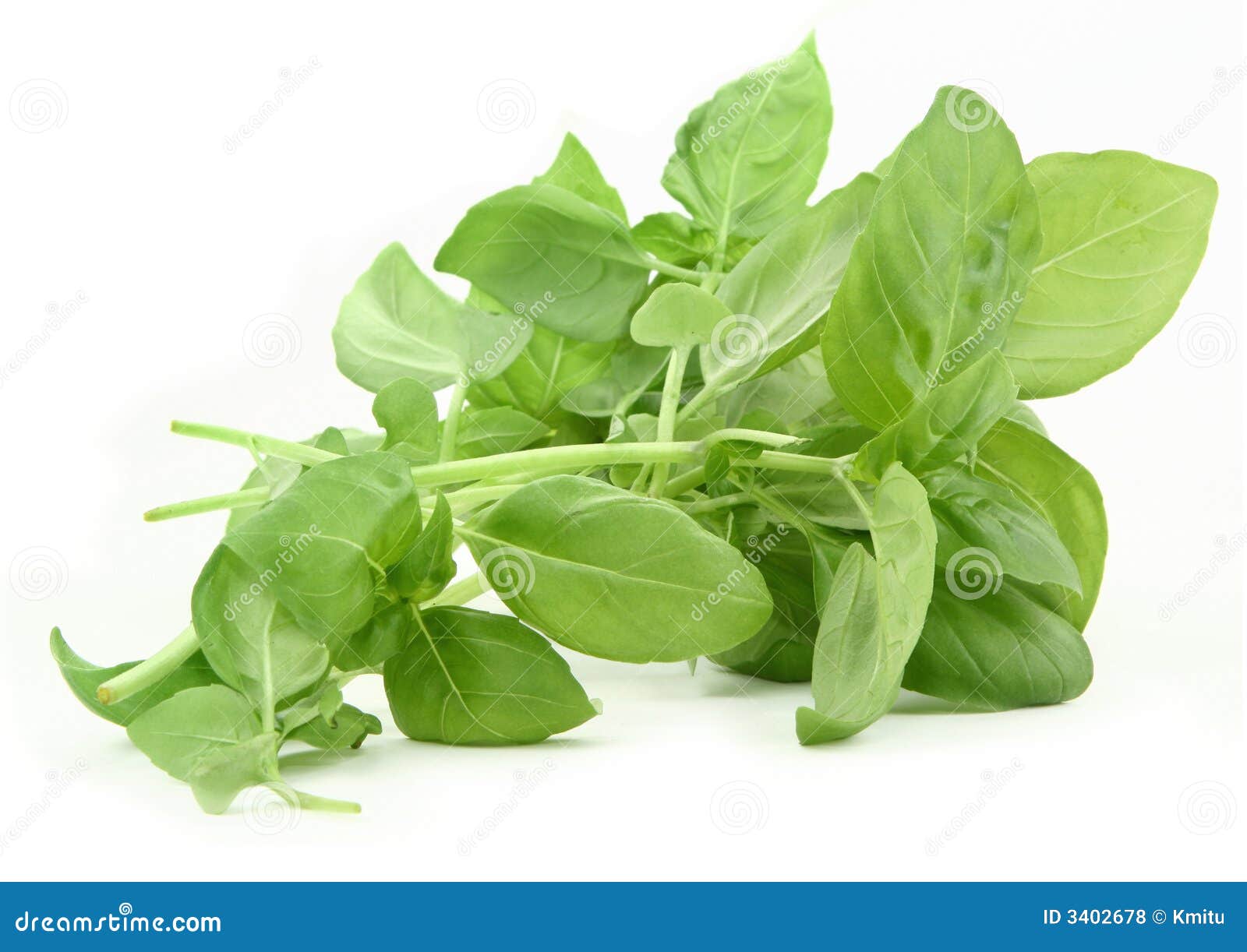 Basil leaves stock photo. Image of macro, spice, leaf - 3402678