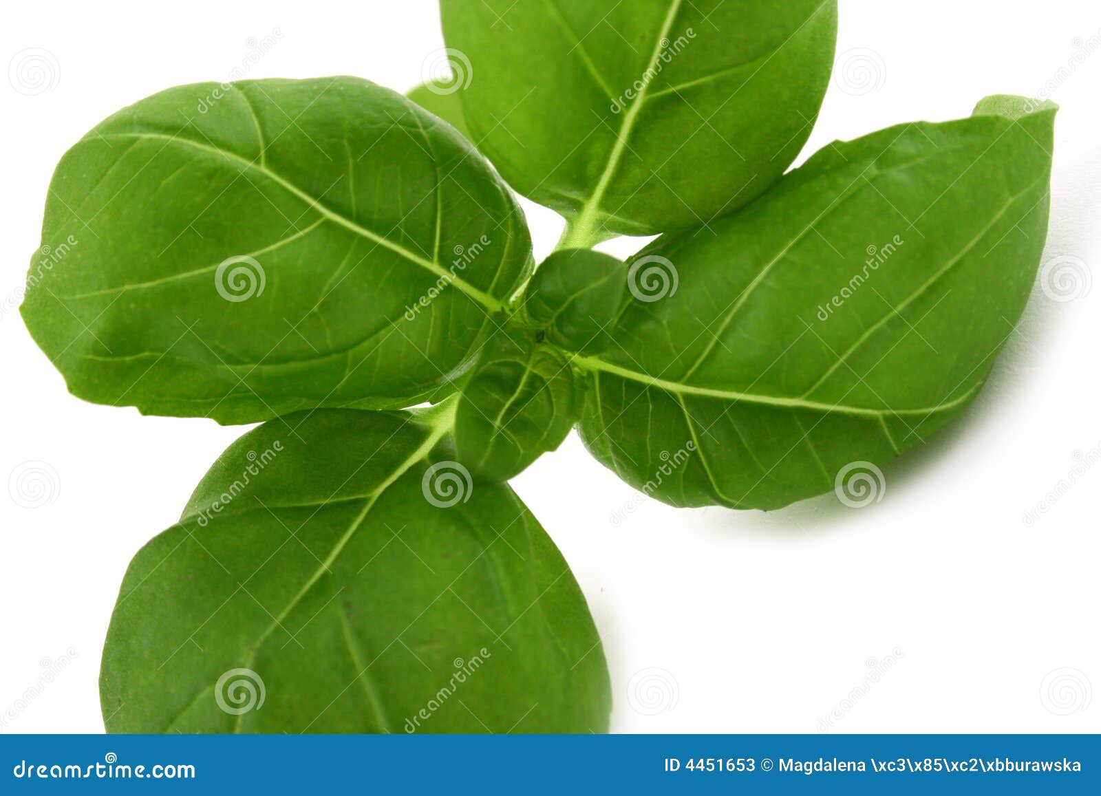 Basil leaves stock image. Image of ingredient, bazil, macro - 4451653