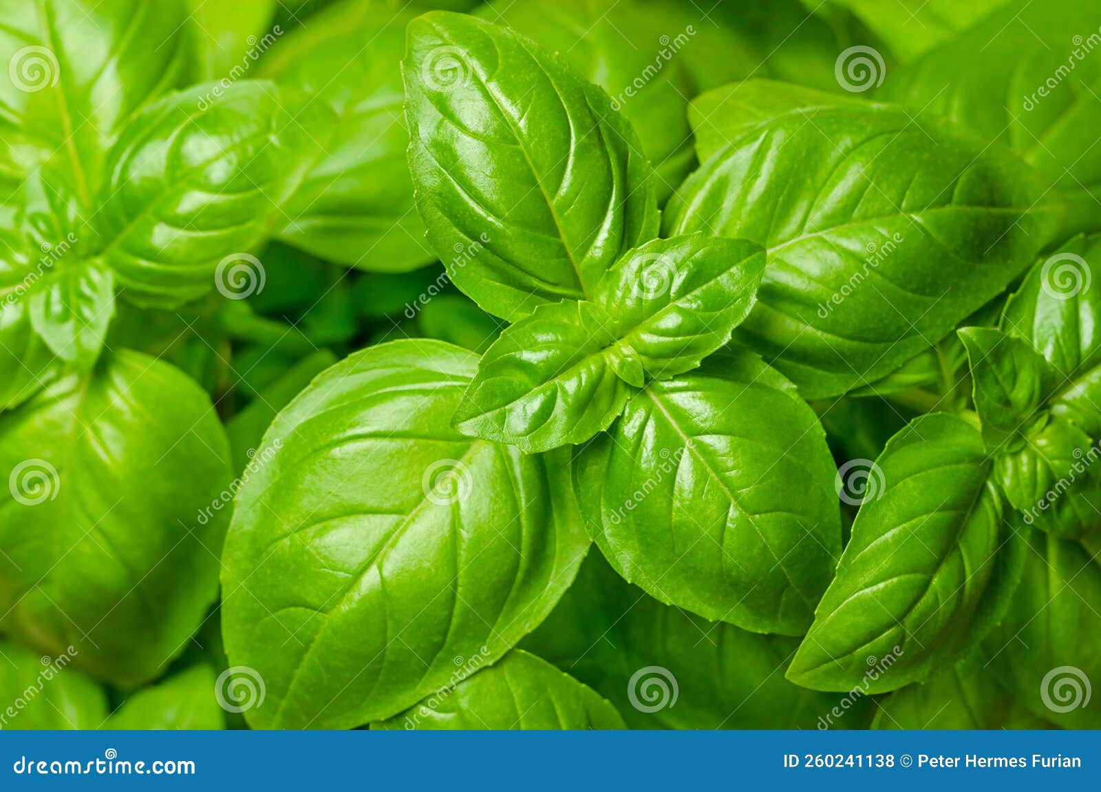 Basil Leaves, Also Sweet, Great or Genovese Basil, from Above ...