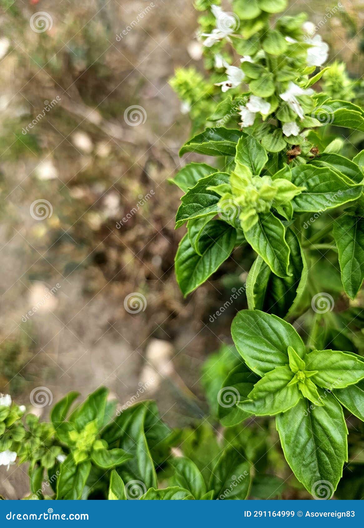 Basil Leaves on a Background or Banner. Stock Image - Image of banner ...
