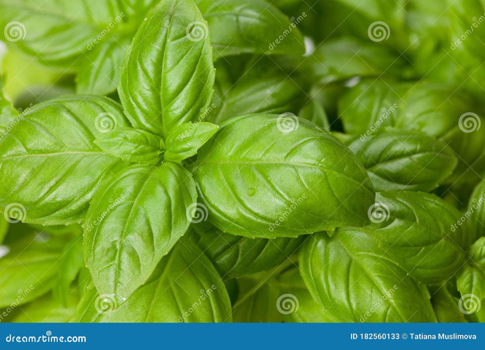 Basil Leaves Background. Basil Leaves Texture Stock Image - Image of ...