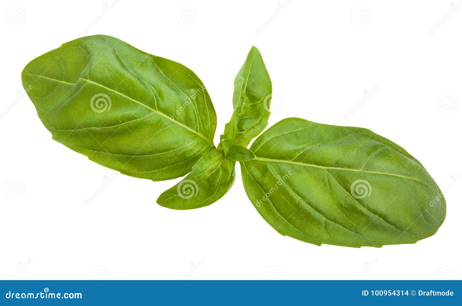 Basil leaves stock photo. Image of freshness, cuisine - 100954314