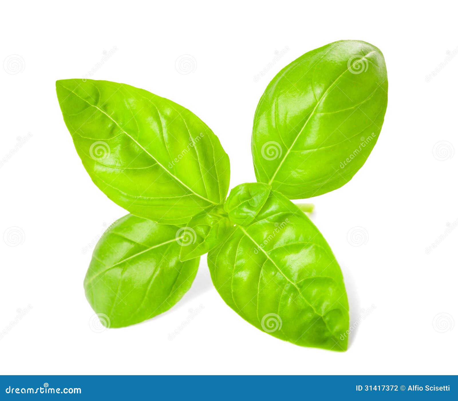 Basil leaves stock photo. Image of herb, botany, aroma - 31417372
