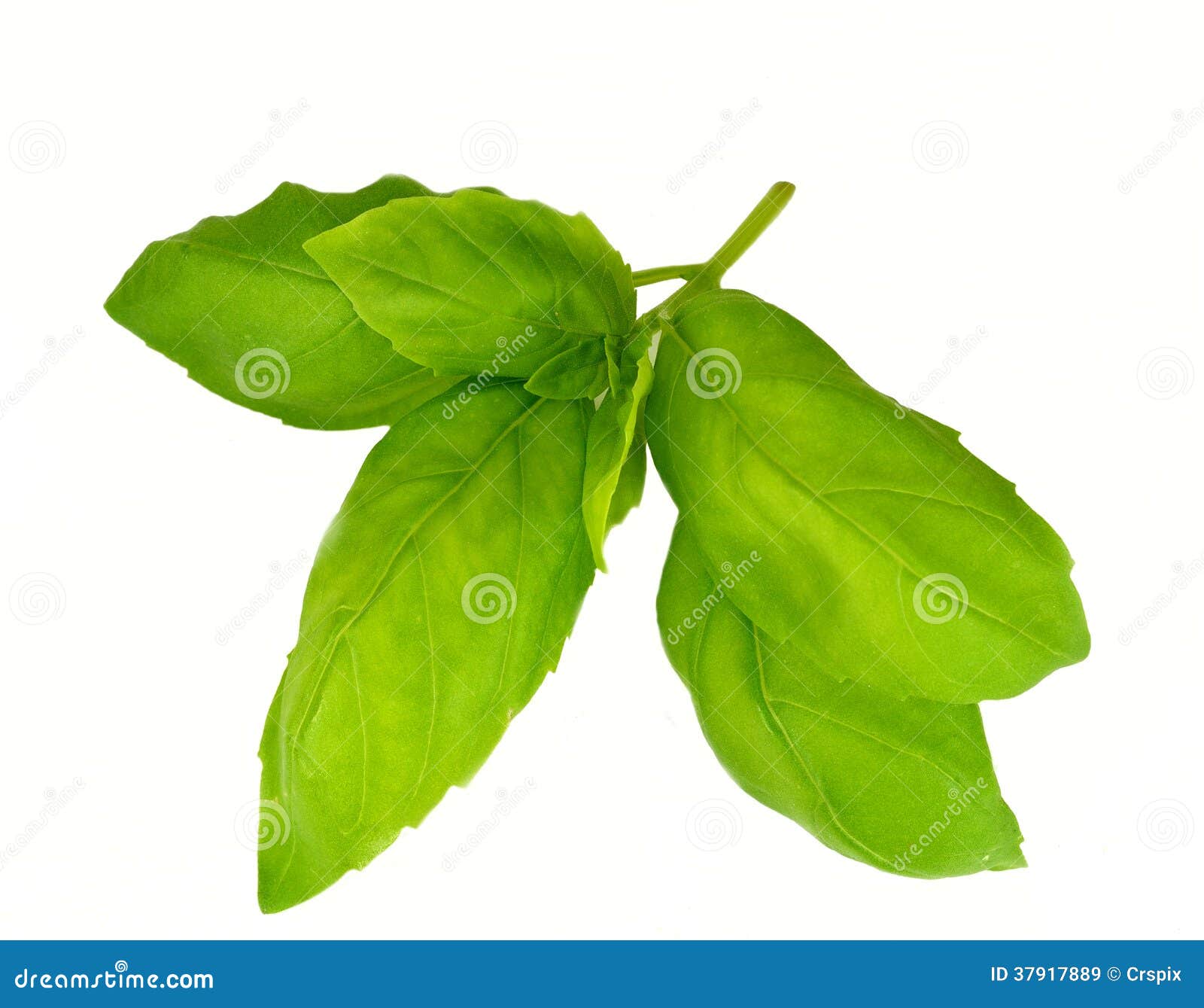 Basil leaves stock image. Image of nature, organic, spice - 37917889