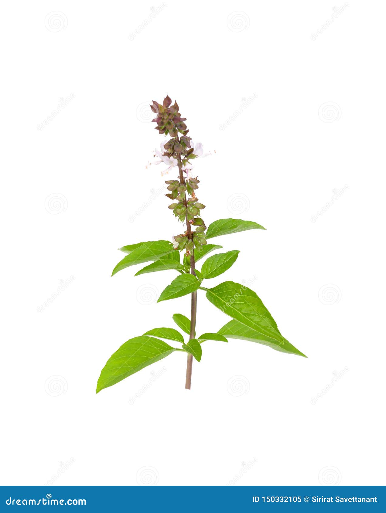 Basil Leaves and Flowers Isolated on White Background Stock Image ...