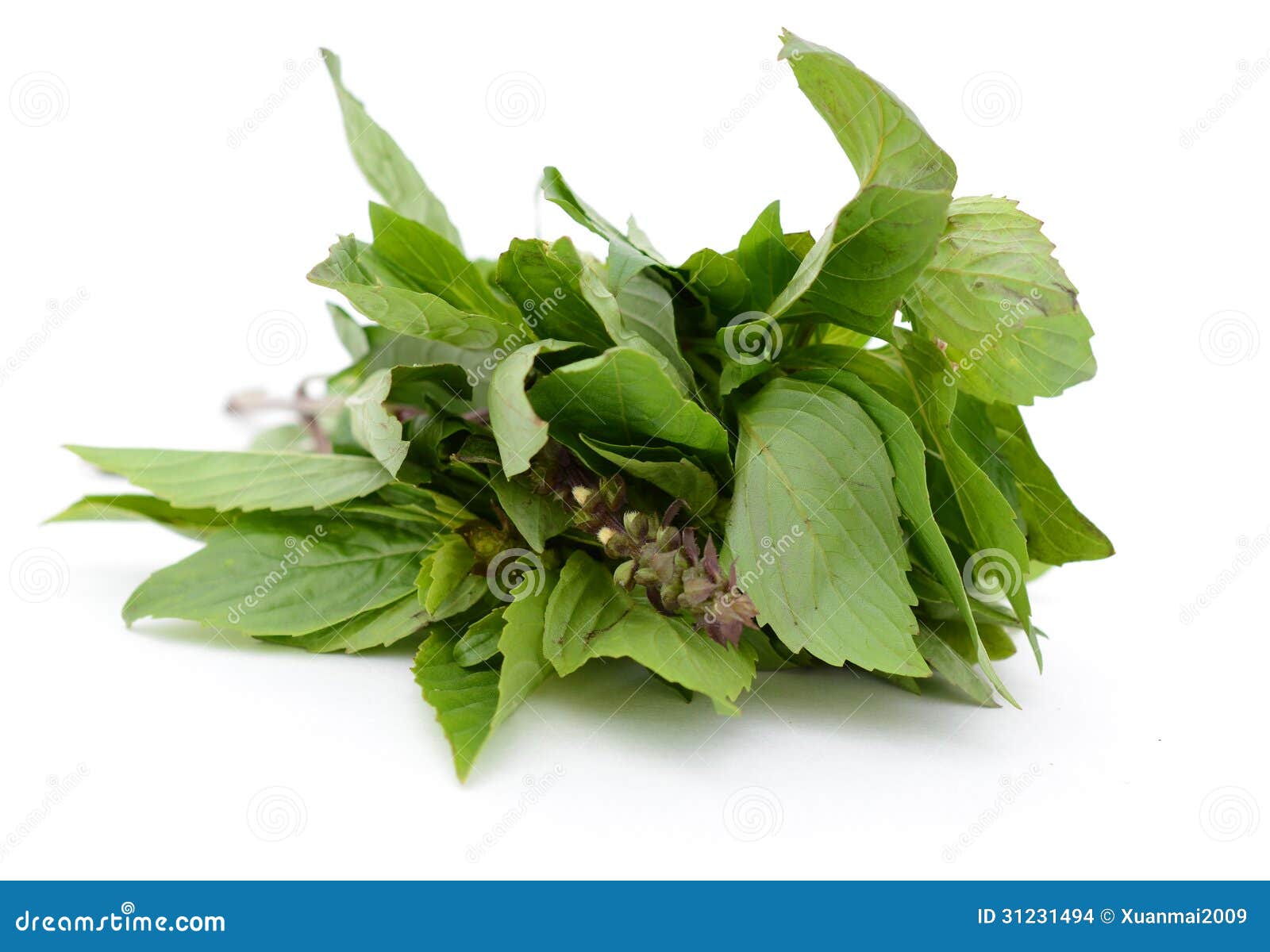 Basil leaves food stock photo. Image of closeup, ingredient - 31231494