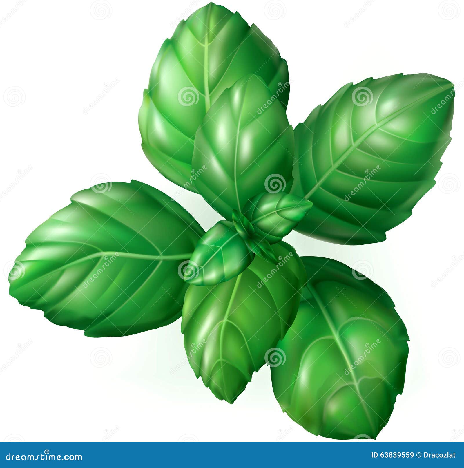 Basil Leaves. Vector. | CartoonDealer.com #15829802