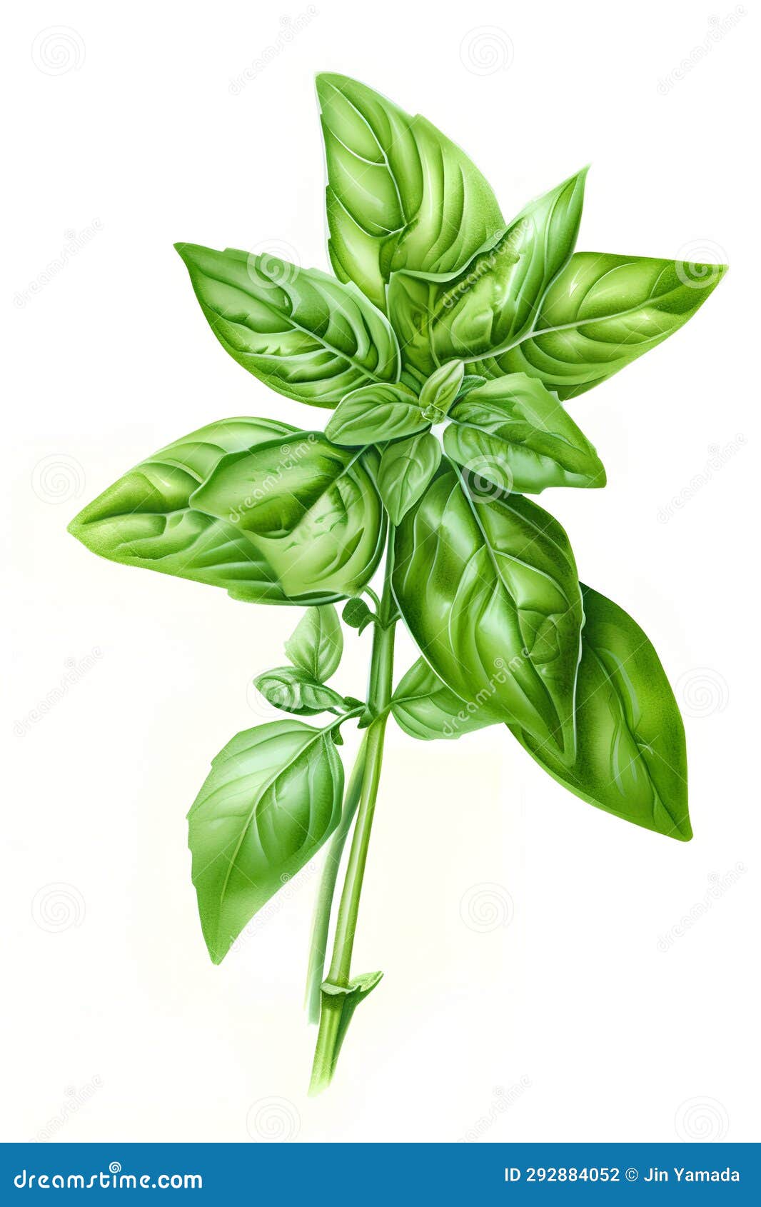 Basil Leaves, Isolated on a White Background. Realistic Vector ...