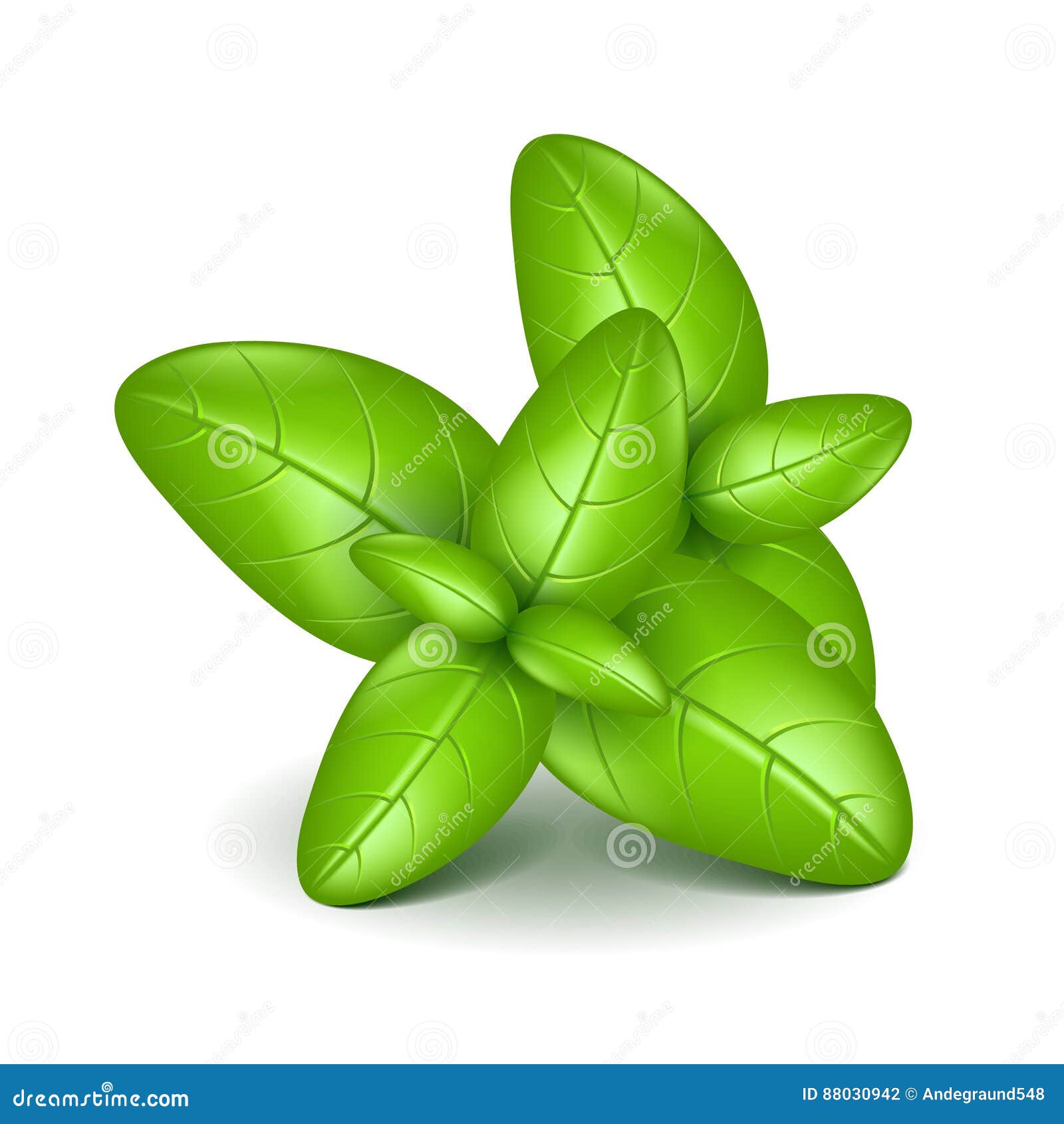 Basil Leaves Isolated on White Vector Stock Vector - Illustration of ...