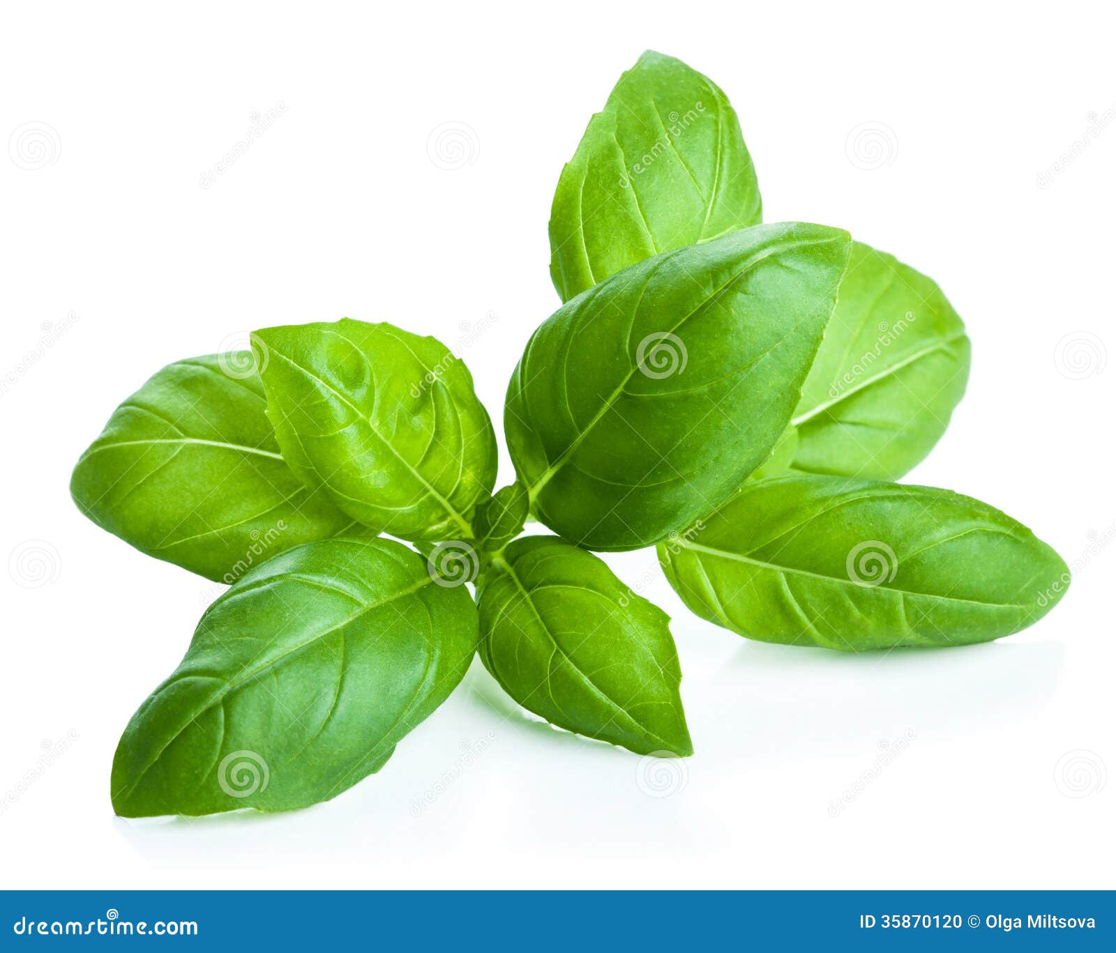 Basil leaves stock photo. Image of botanical, cuisine - 35870120