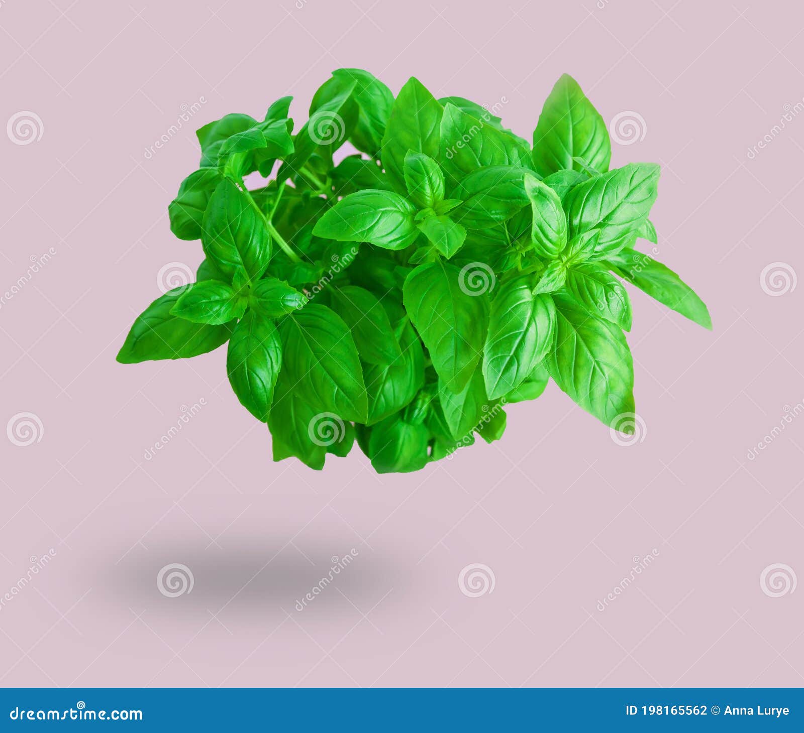Basil Leaves on a Pink Background Stock Photo - Image of basilicum ...