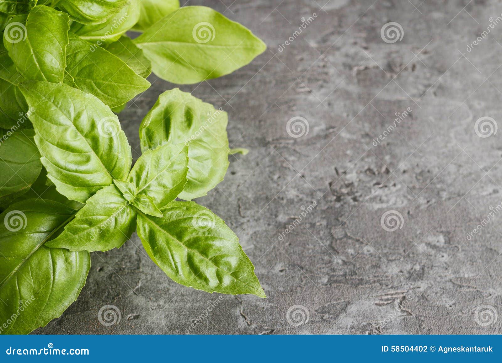 Basil Leaves on Stone Background Stock Photo - Image of gray, food ...