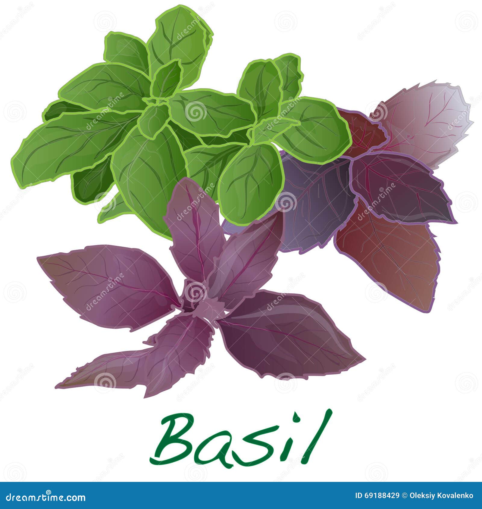 Basil Leaves Vector Flat Graphic Illustration | CartoonDealer.com ...