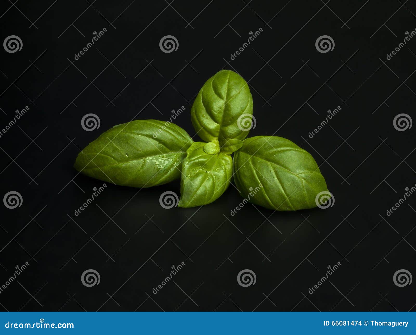 Basil love stock photo. Image of growth, leaf, cuisine - 66081474