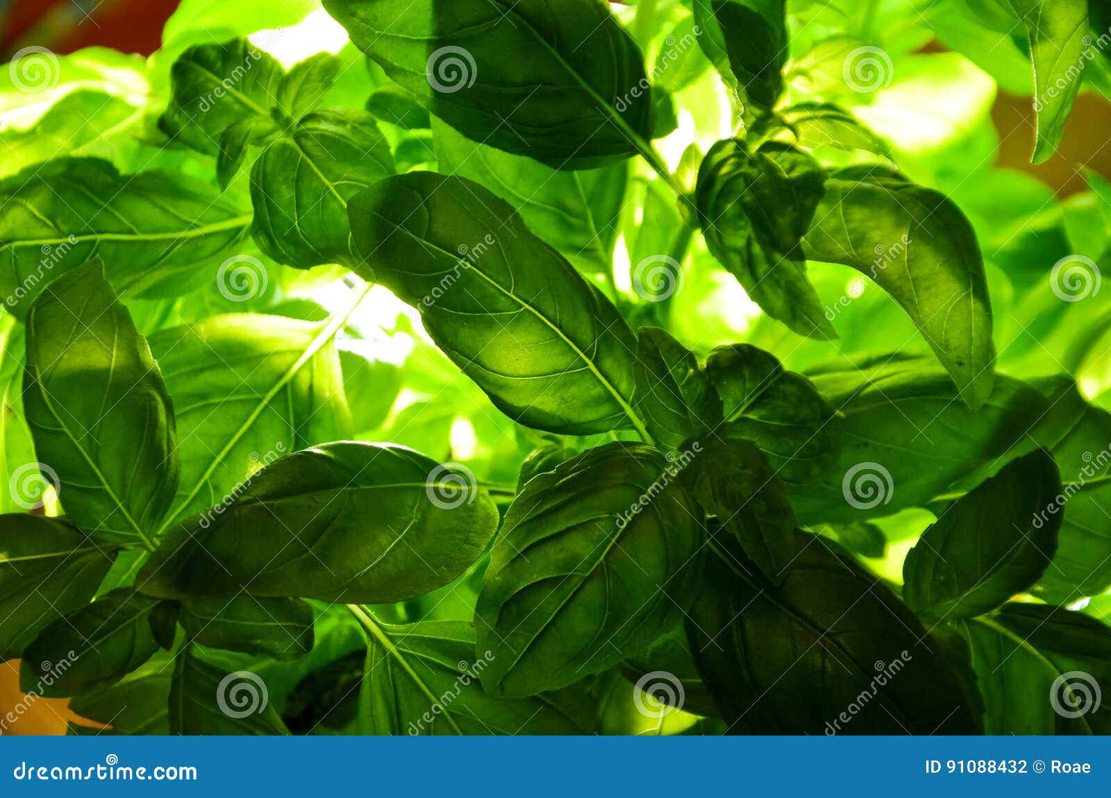 Basil low key stock photo. Image of aroma, group, full - 91088432