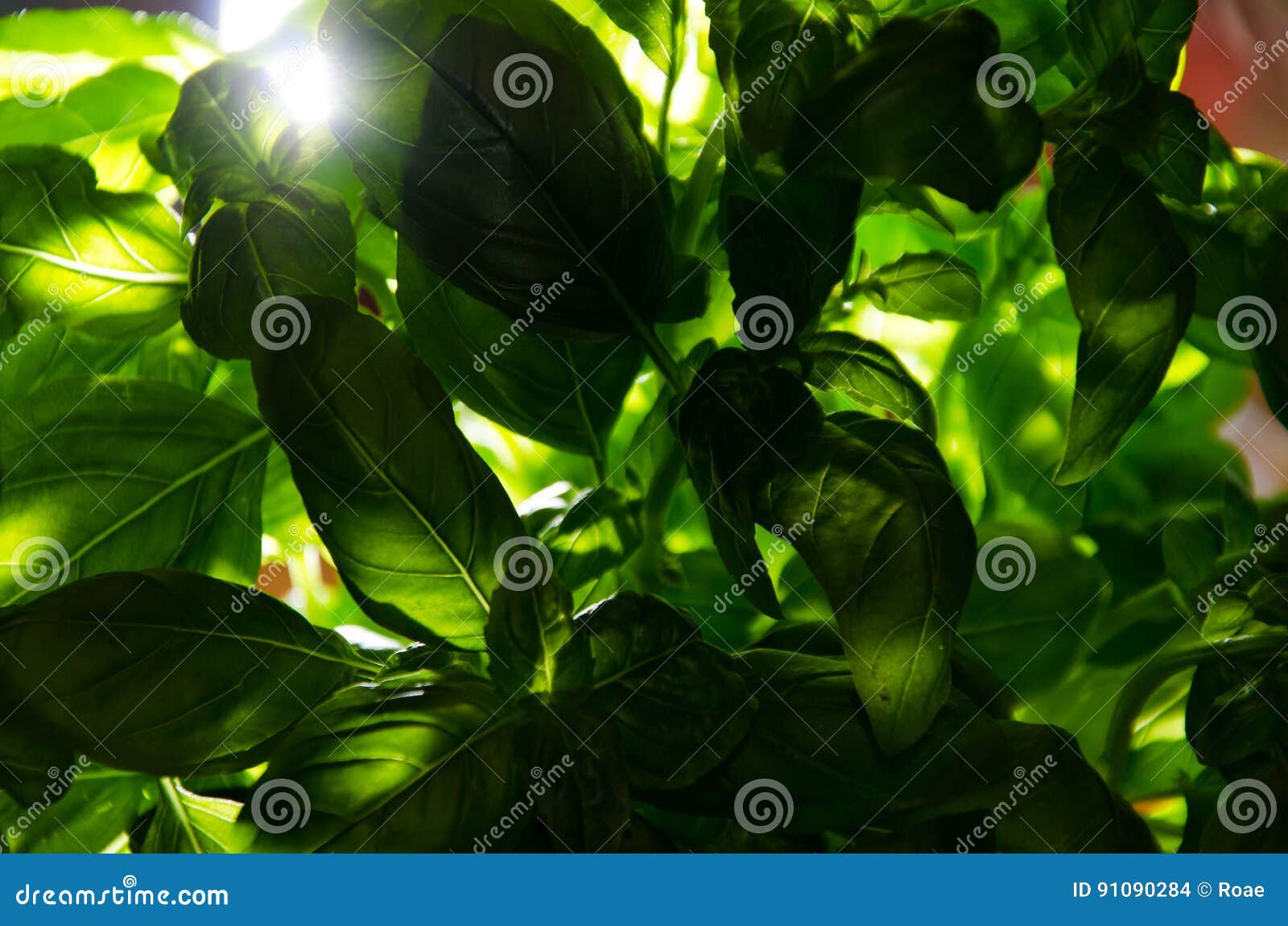 Basil low key stock photo. Image of flavorful, basilico - 91090284