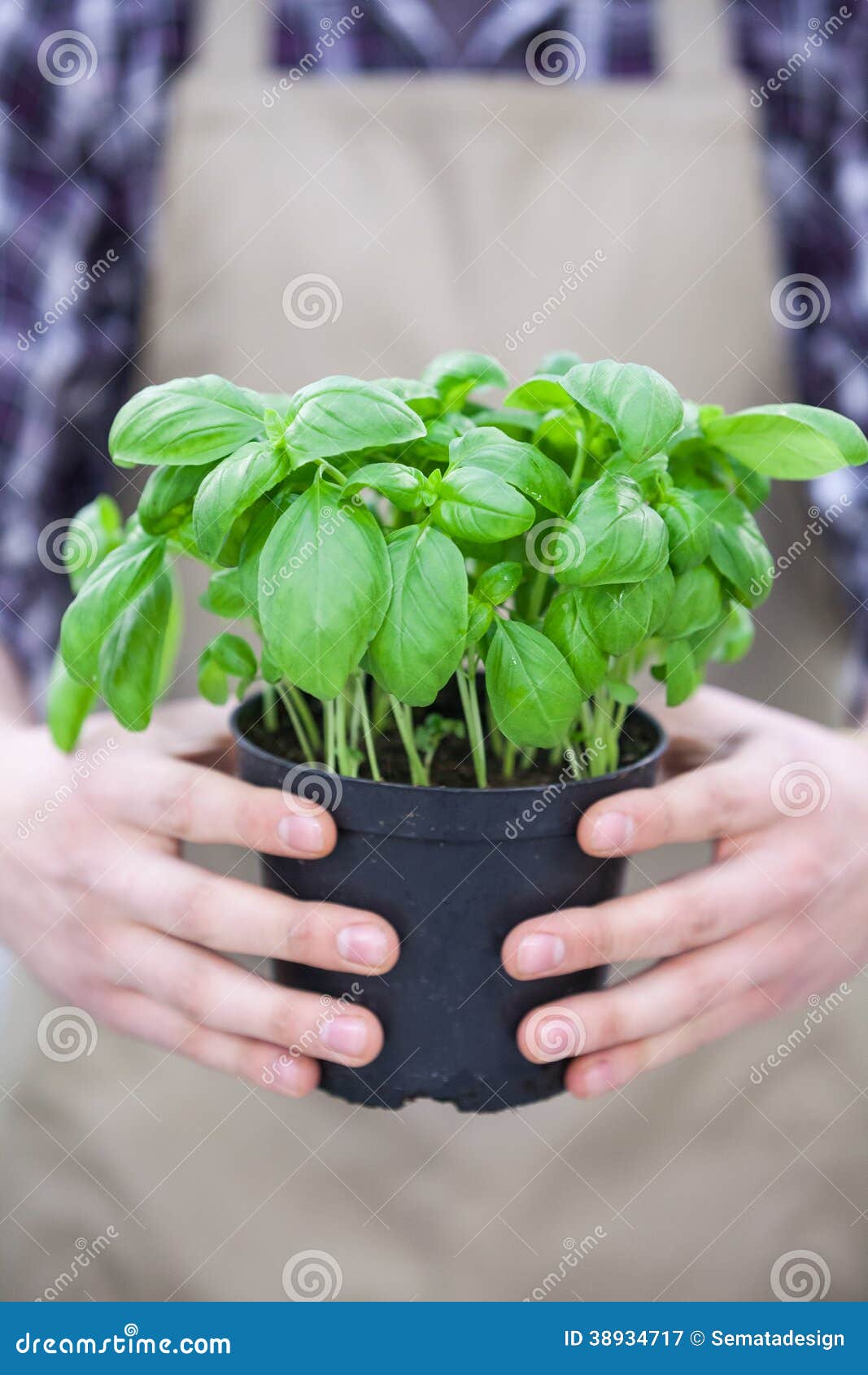 Basil stock image. Image of beauty, potting, human, planting - 38934717