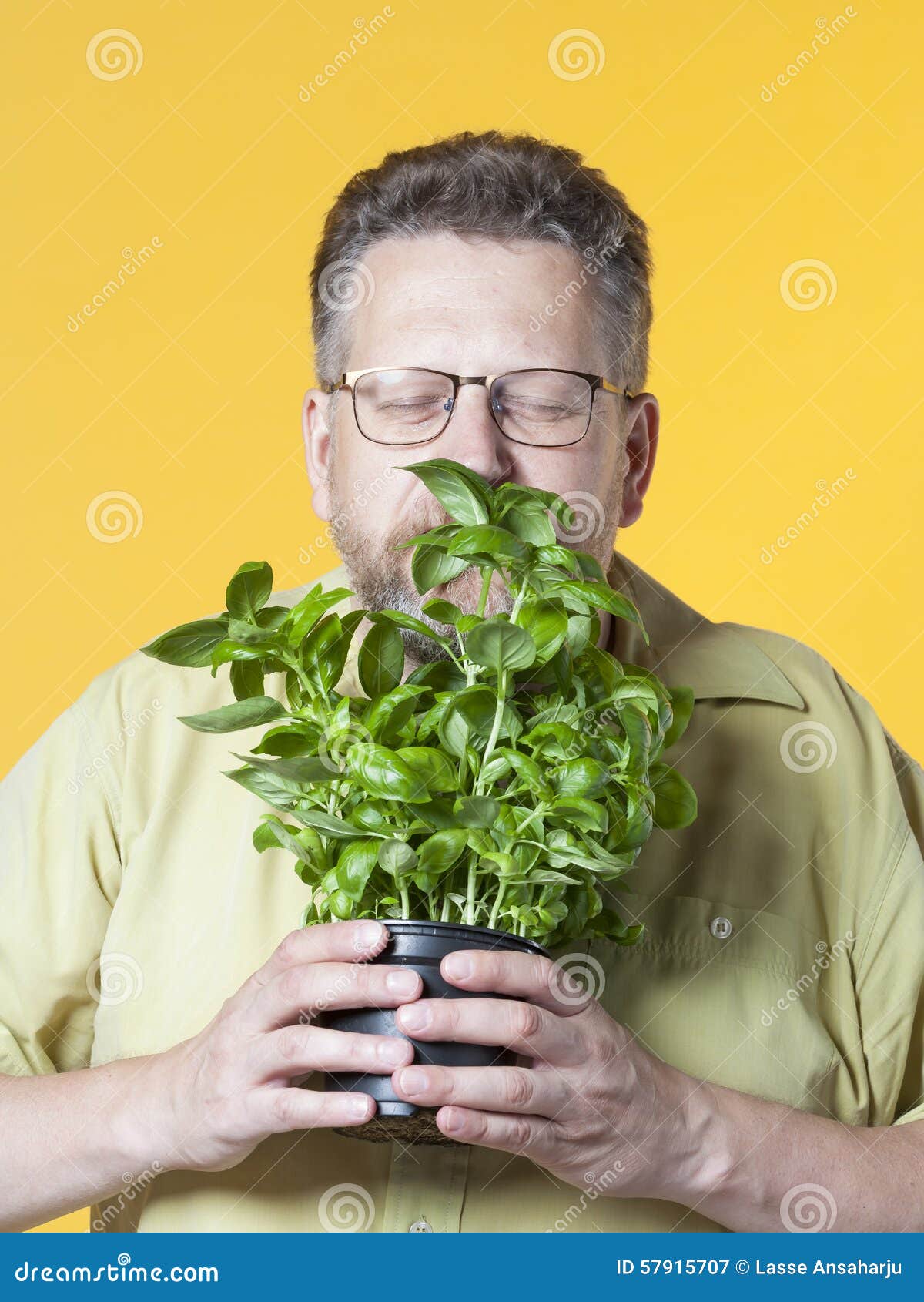 Basil stock image. Image of herb, closed, scent, green - 57915707