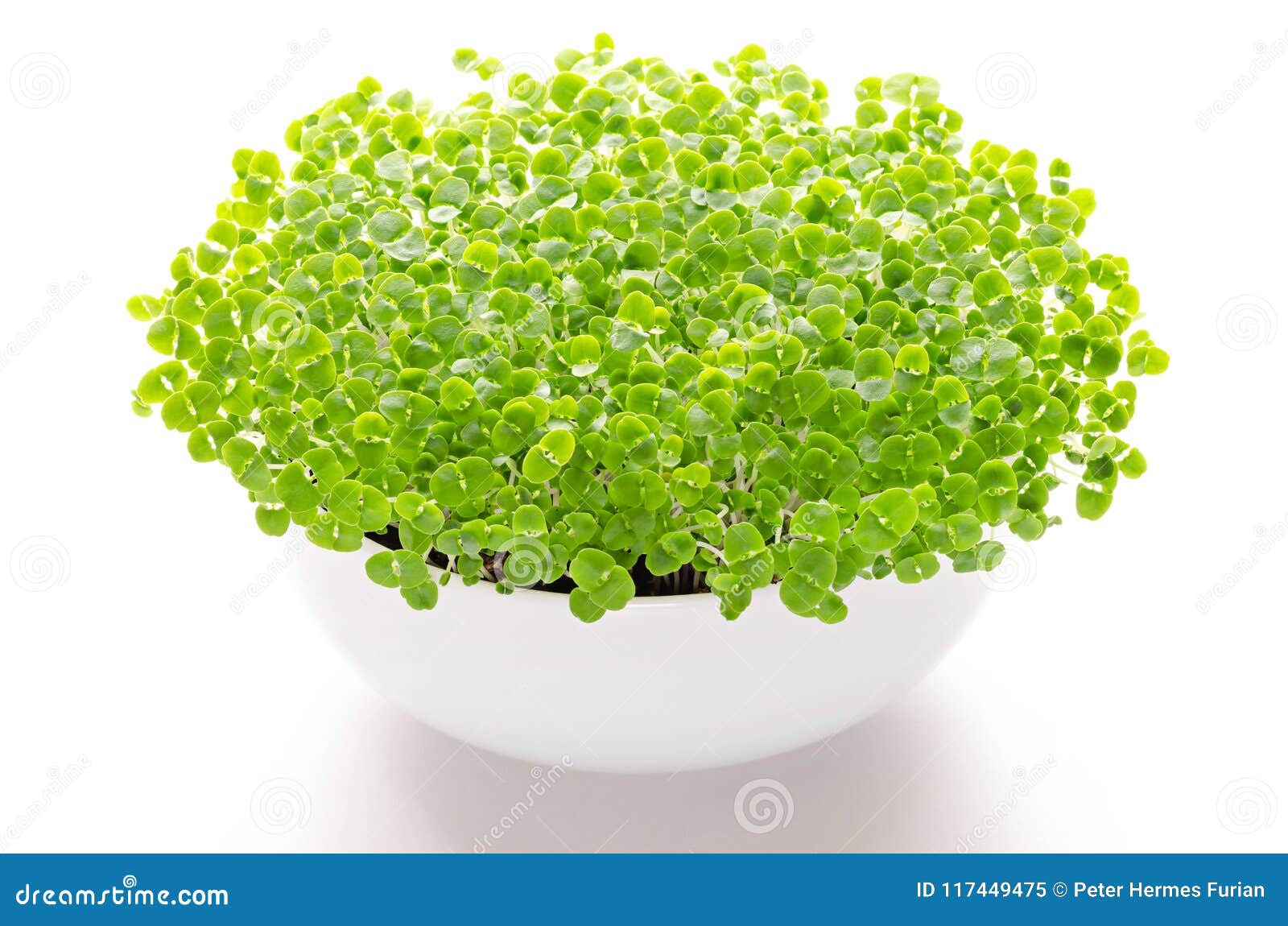 Basil Microgreens in White Bowl, Front View, Over White Stock Image ...