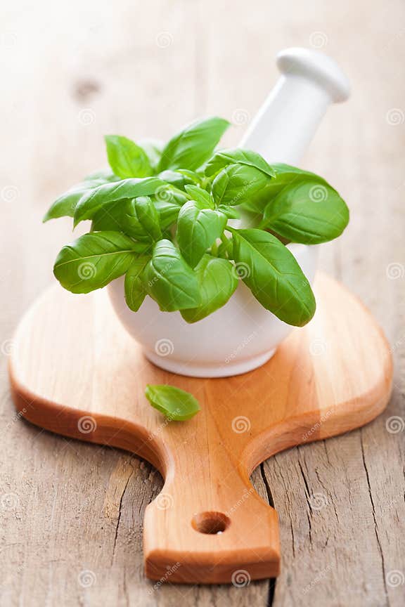 Basil in mortar stock photo. Image of mortar, scented - 26539250
