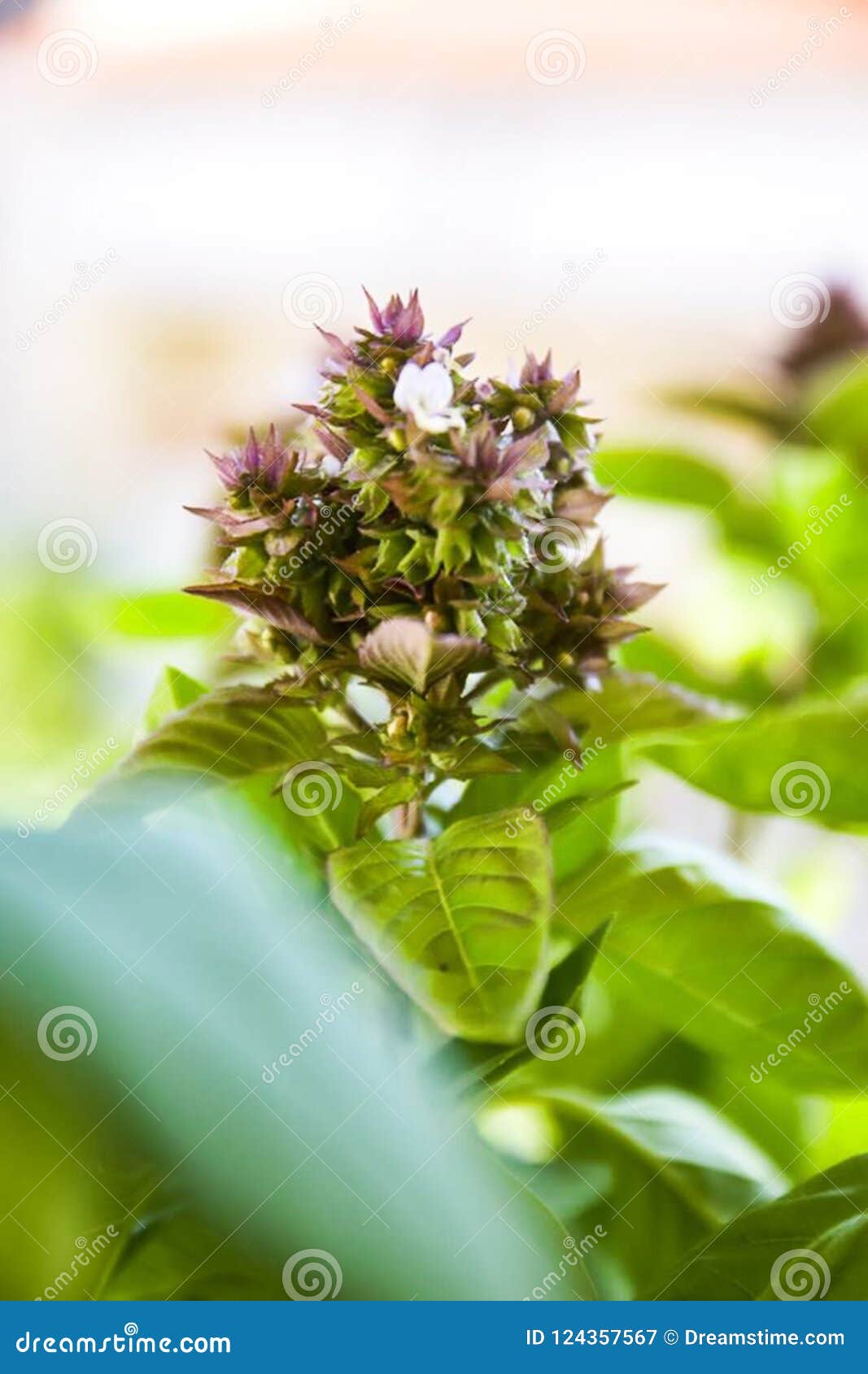 Basil stock image. Image of edge, evia, lilies, cigarettes - 124357567