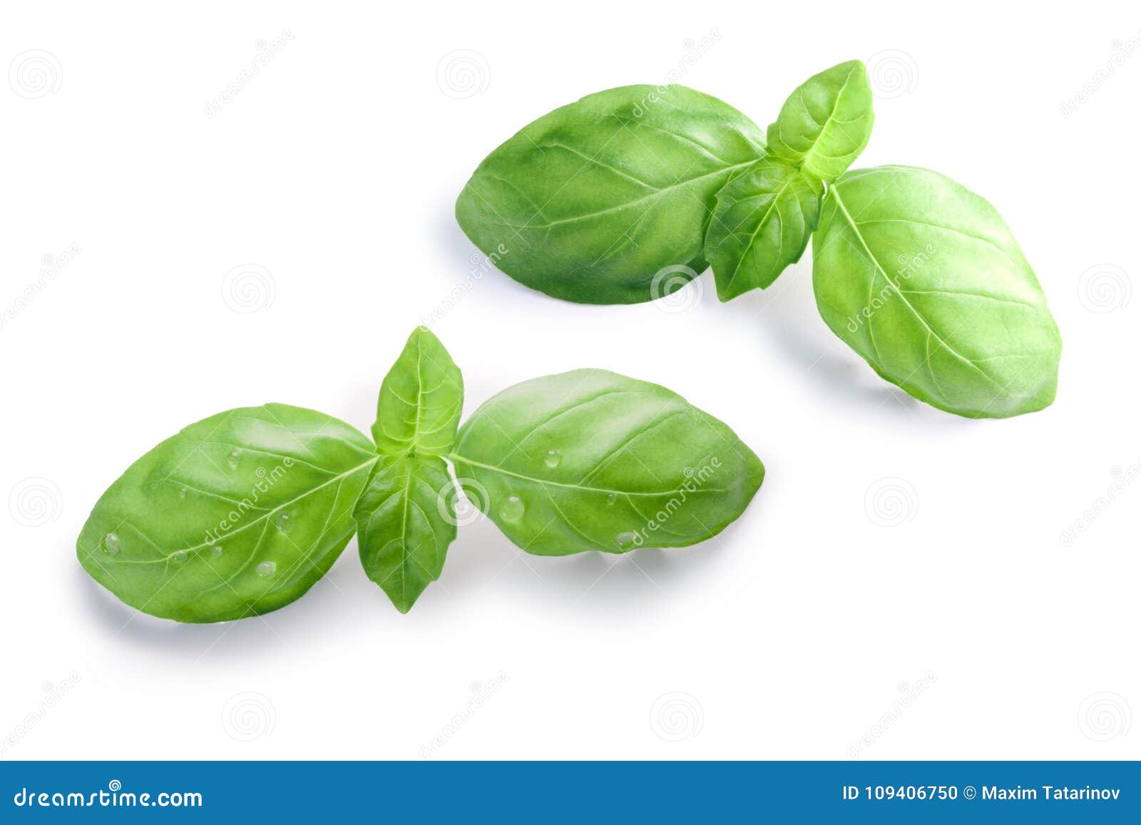 Basil O. Basilicum Leaves, Top, Paths Stock Photo - Image of basilicum ...