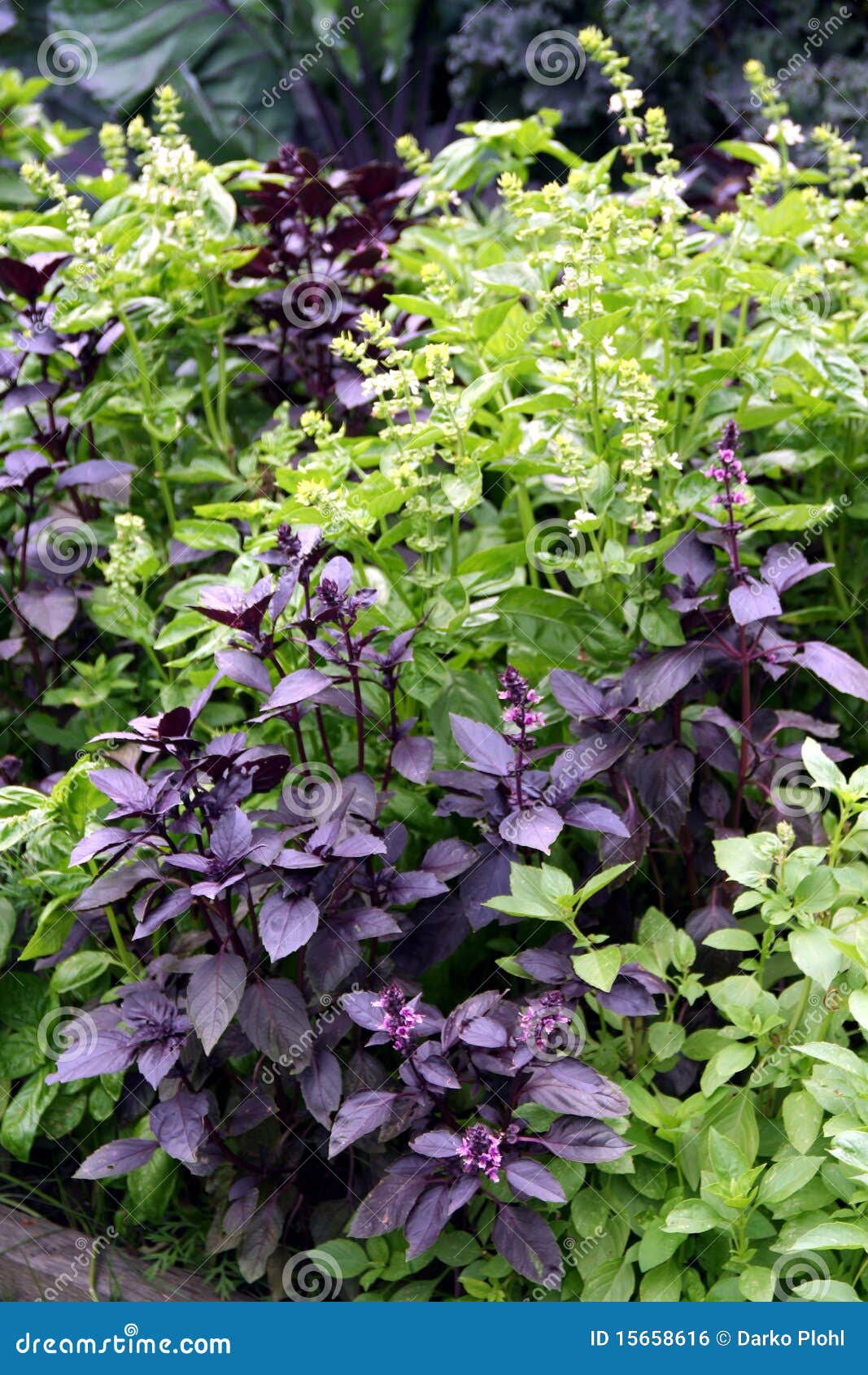 Basil - Ocimum basilicum stock photo. Image of species - 15658616