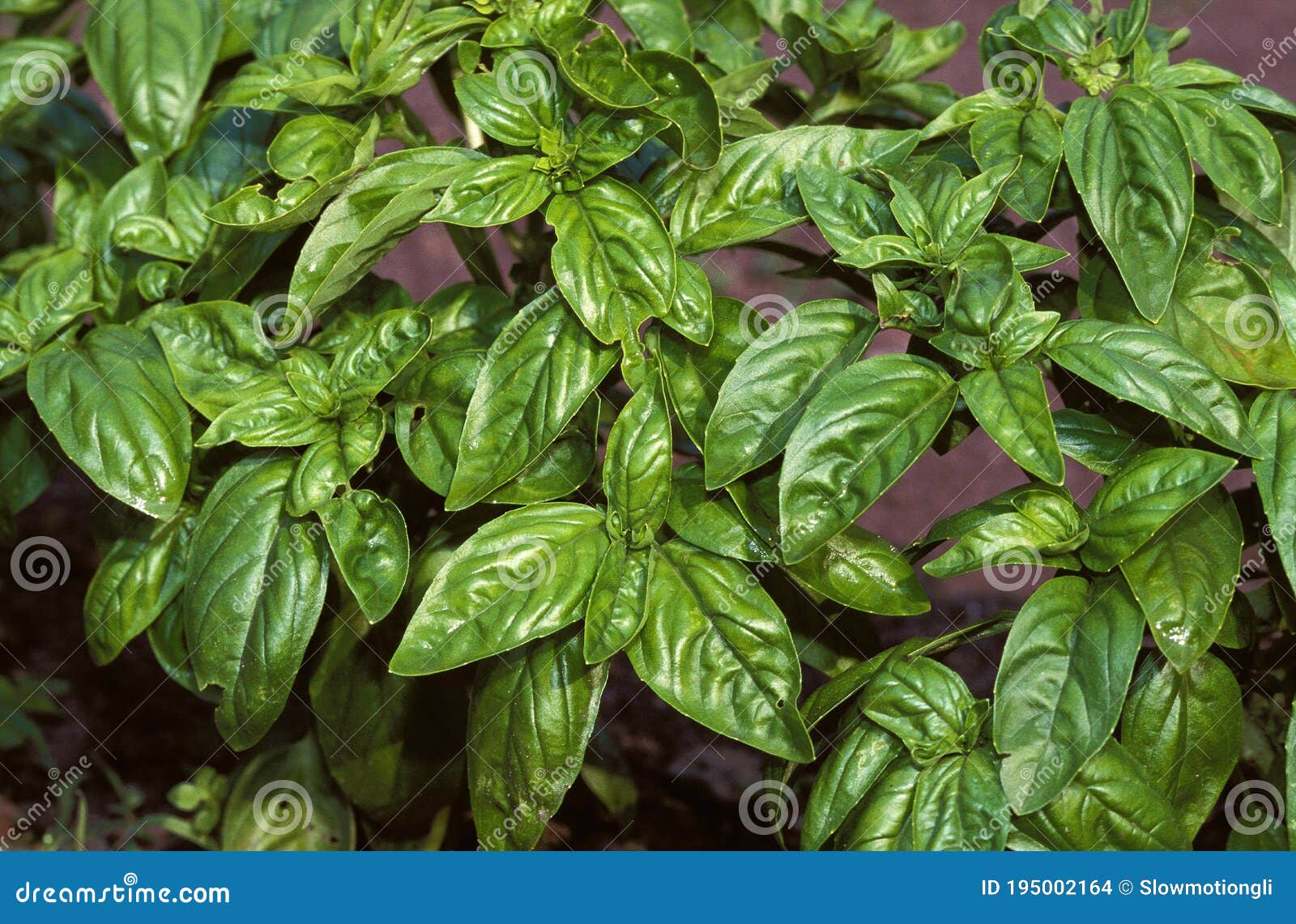 BASIL ocimum basilicum stock photo. Image of botany - 195002164