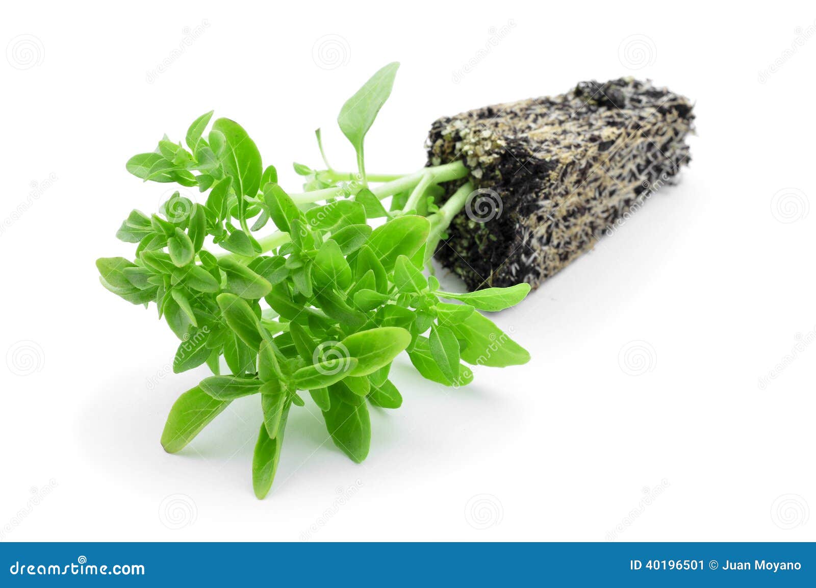 Basil, Ocimum basilicum stock image. Image of flavor - 40196501