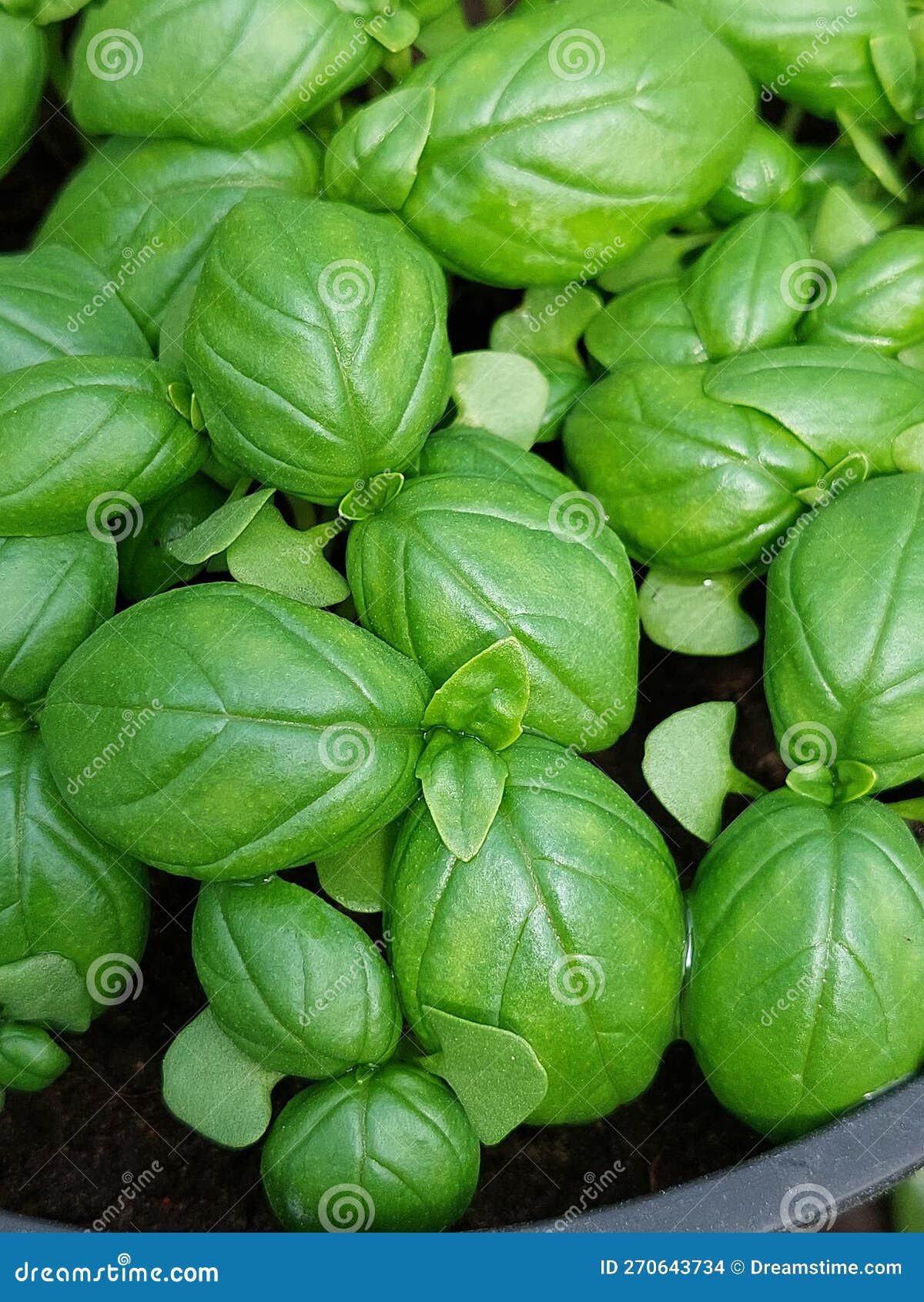 Basil stock photo. Image of basil, leaves, lemon, aromatic - 270643734