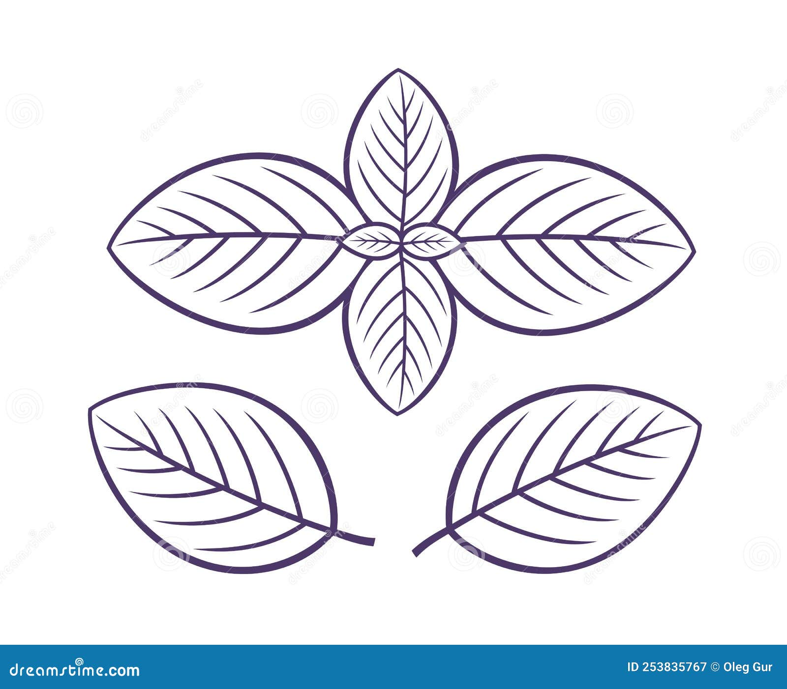 Basil Outline. Isolated Basil on White Background Stock Vector ...